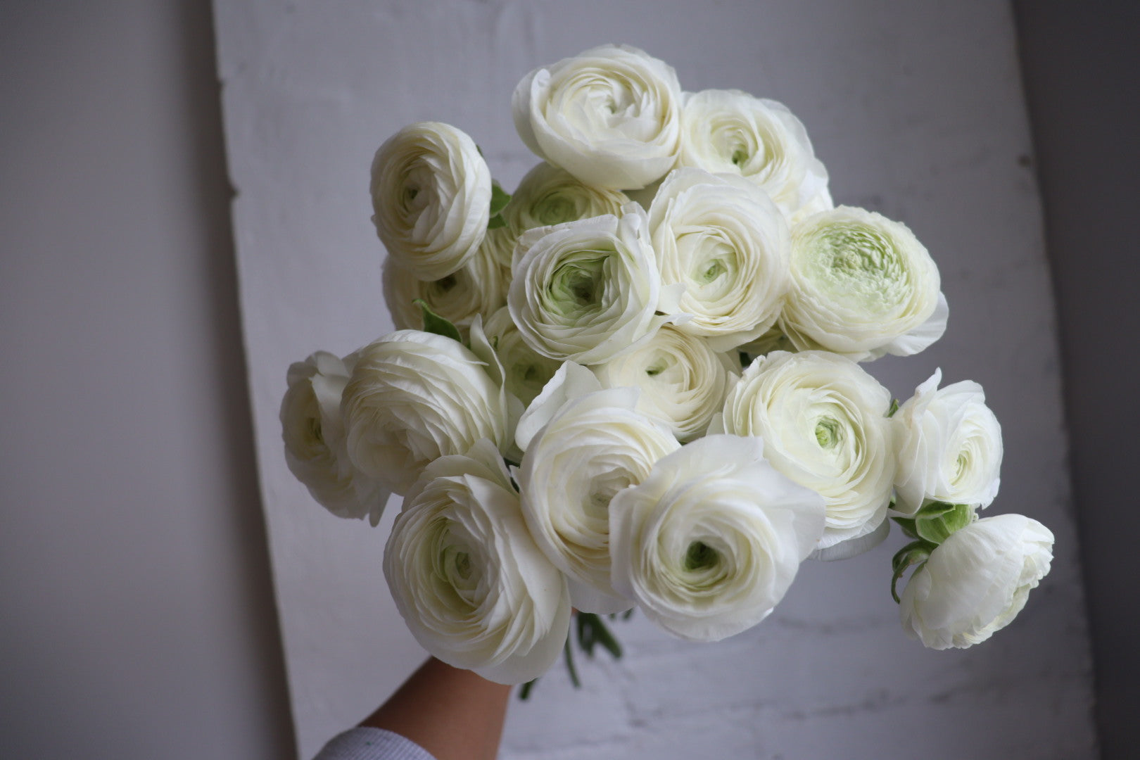 Ranunculus Bunch – Sweet Magnolia Florals